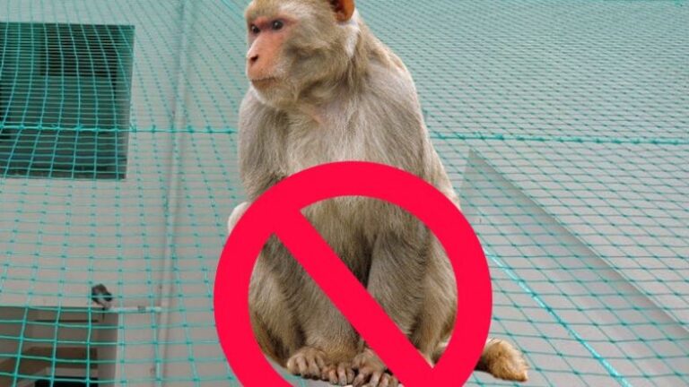Monkey Protection Nets in JP Nagar | Call 7382427357 for Netting